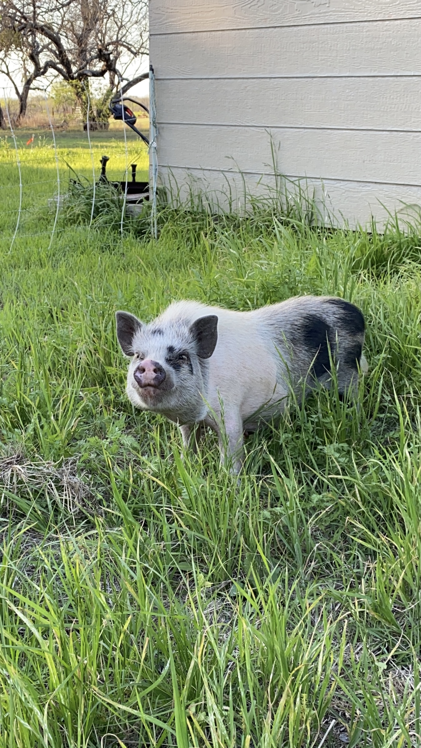 Meet The Parents - Joy of Pigs Co.