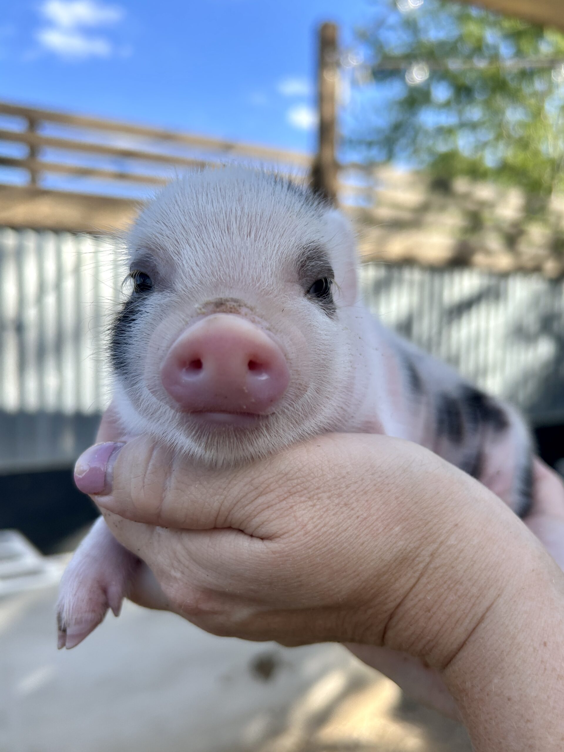 Available Piglets - Joy of Pigs Co. | PORCINE