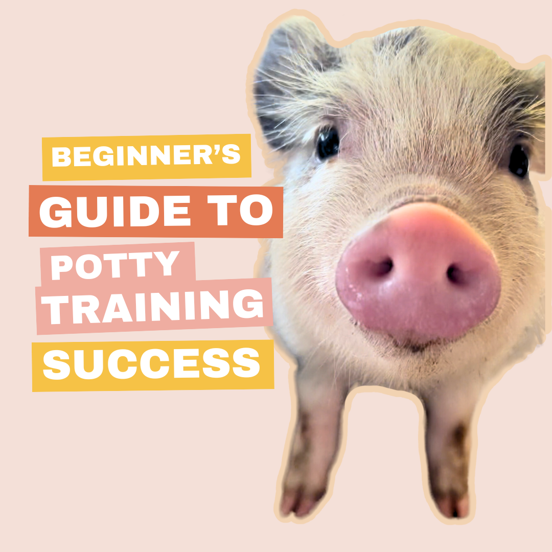 Beginner's Guide to Potty Training Your Pet Pig: Tips and Tricks for ...