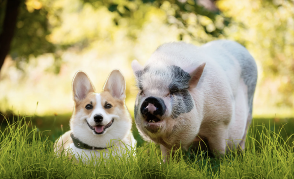 Can Pigs and Dogs Be Friends? New Pig Parent's Guide to Pigs + Dogs ...