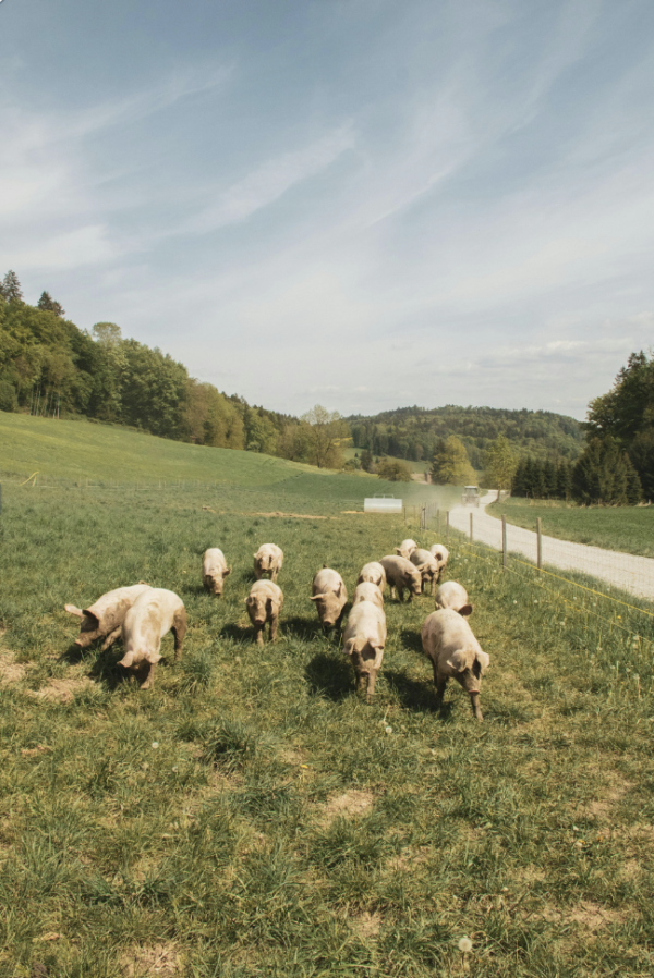 Can Pigs and Dogs Be Friends? New Pig Parent's Guide to Pigs + Dogs ...