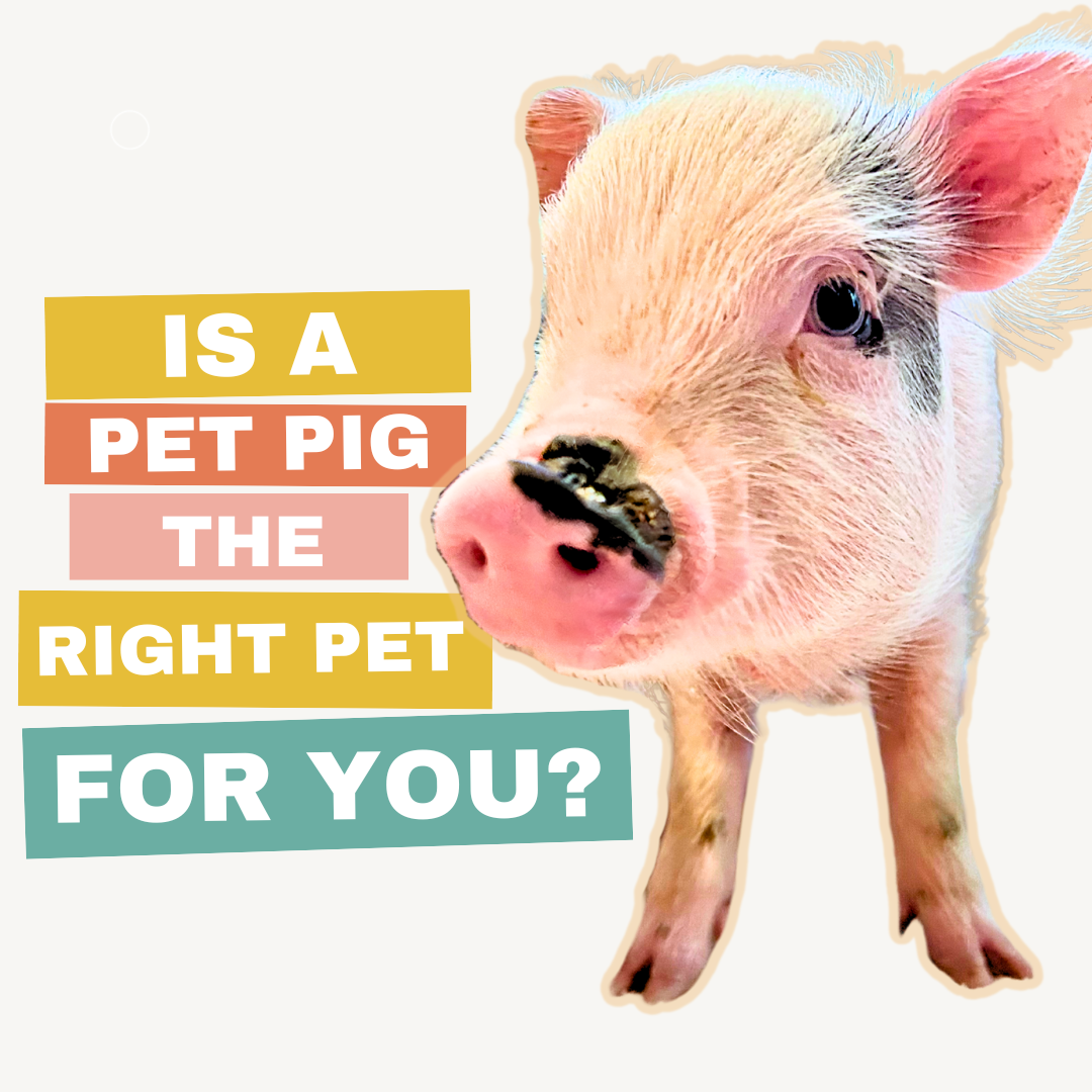 Is A Pet Pig Right for Me? 5 Questions to Ask Yourself Before Getting a ...